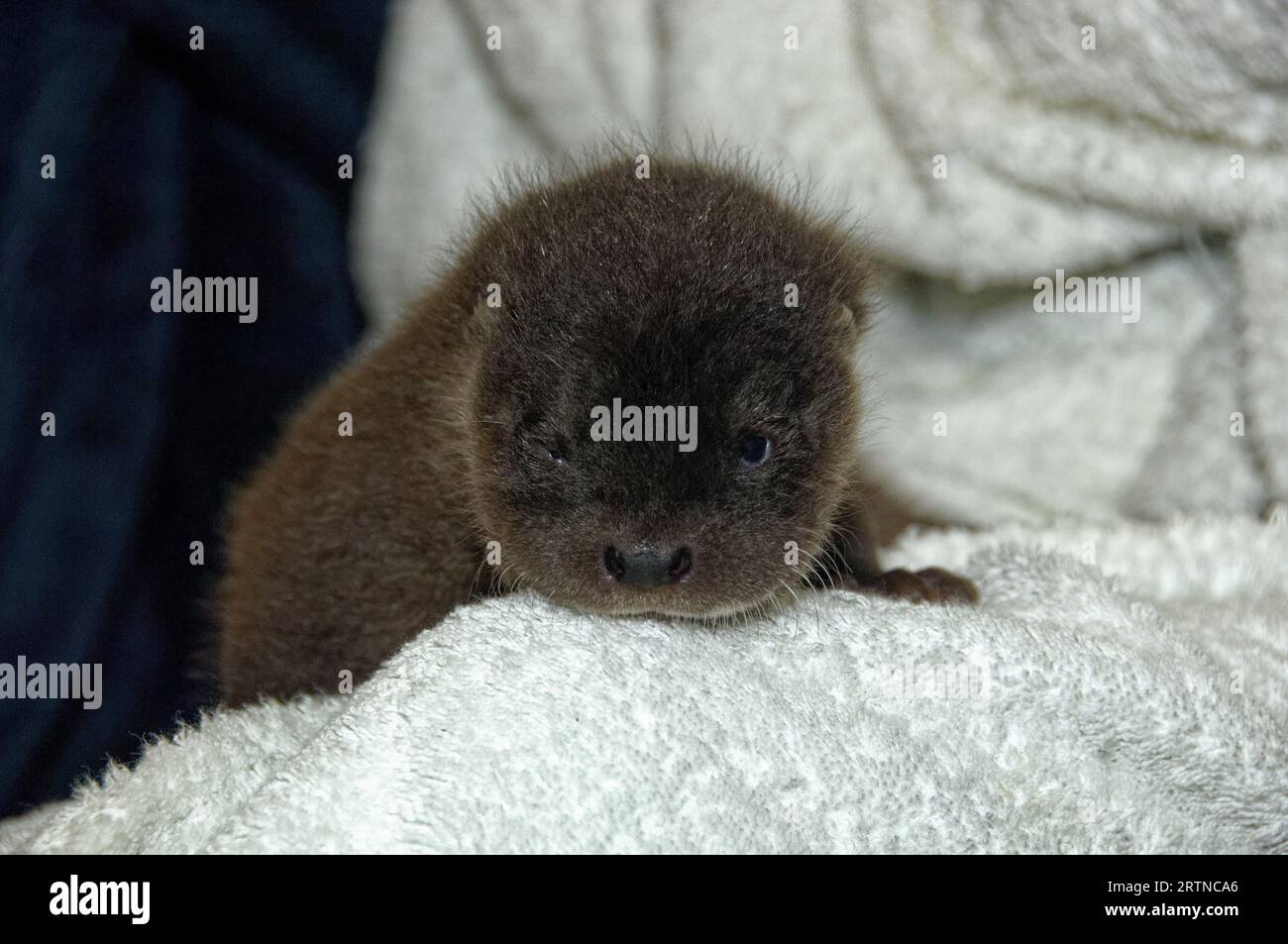 Eurasian Otter (Lutra lutra) 5 week old cub with one eye open Stock ...