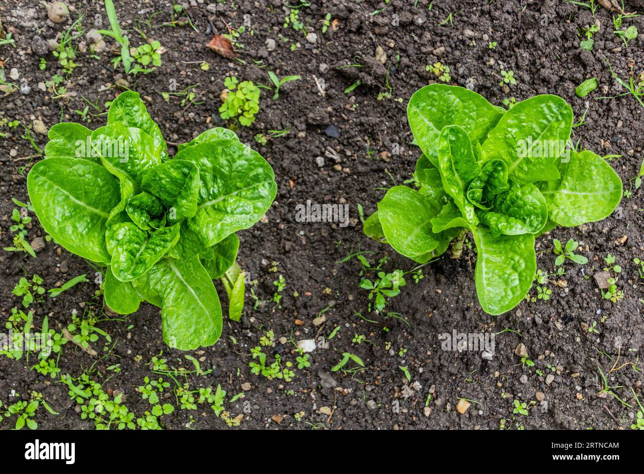 Young pak choi plants in a garden patch Stock Photo - Alamy