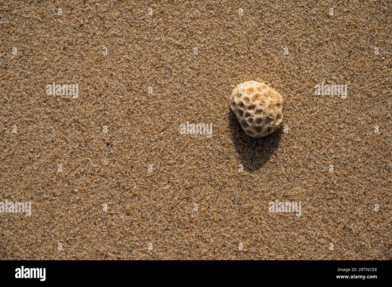 Beautiful seashell on beach sand, flat lay with space for text. Summer ...