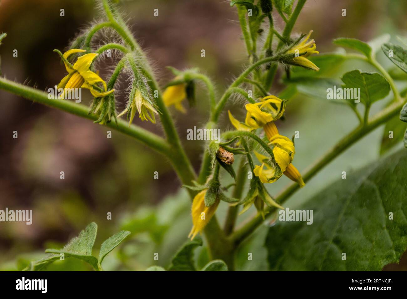 Tomato pollination hi-res stock photography and images - Alamy