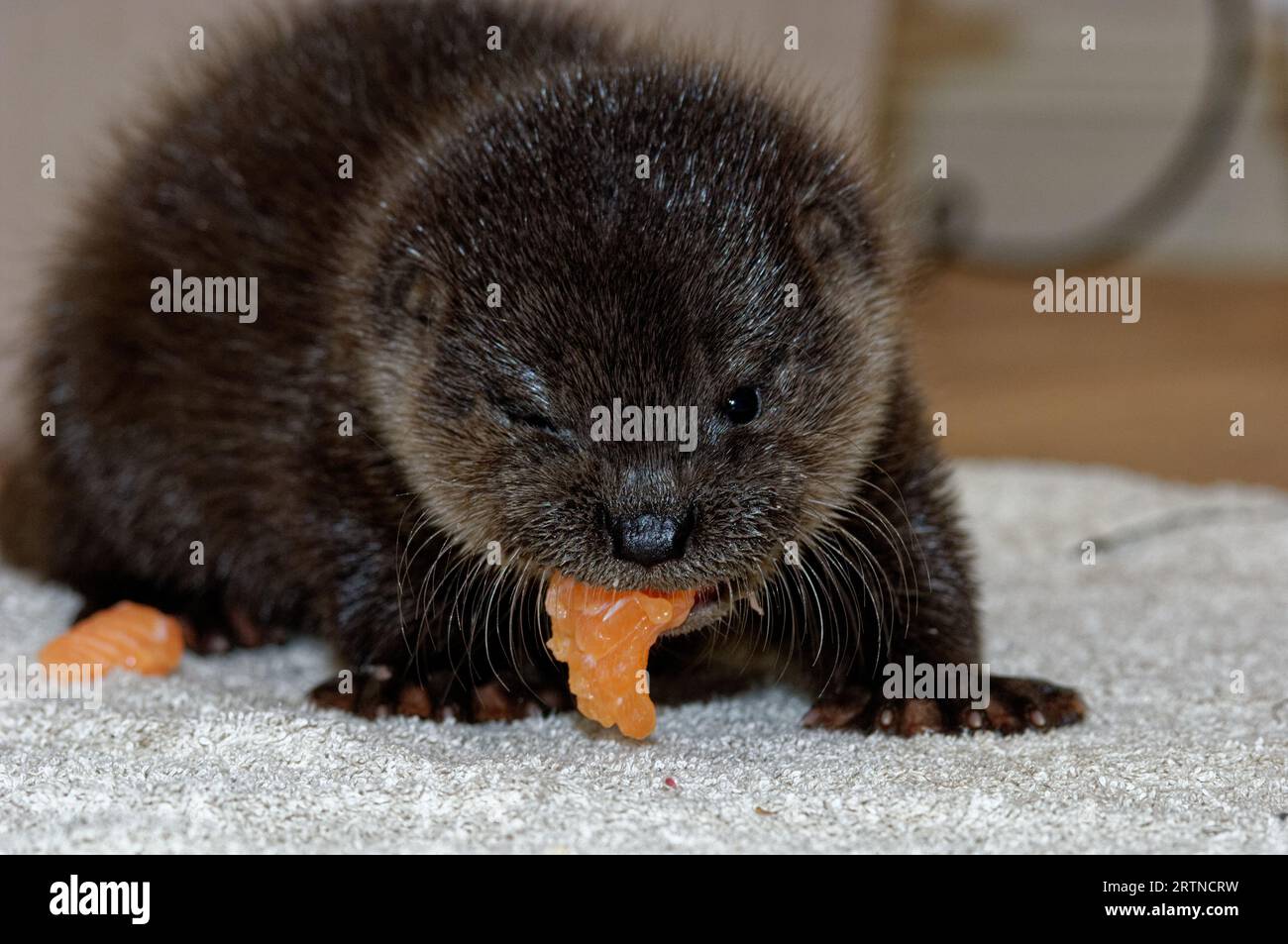 Eurasian Otter (Lutra lutra) 6 week old cub eating fish Stock Photo - Alamy