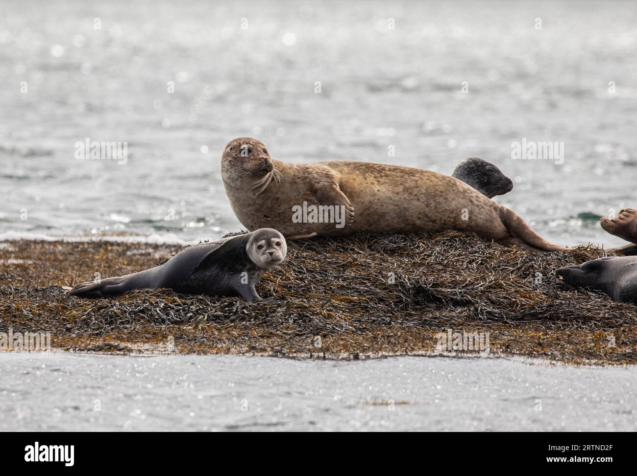 The outer hebrides seals hi-res stock photography and images - Alamy