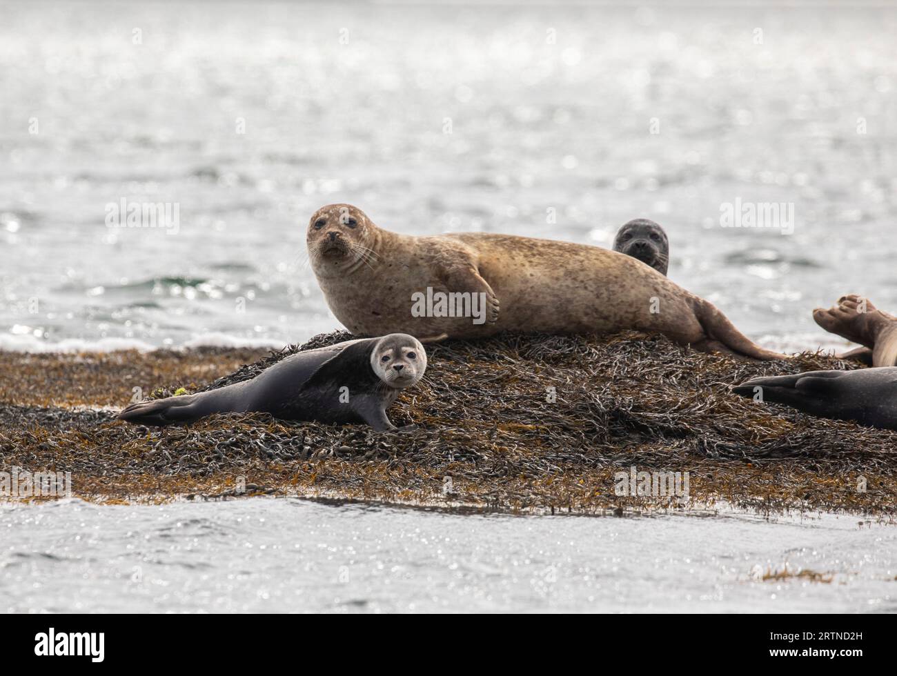 Grey seal images hi-res stock photography and images - Alamy