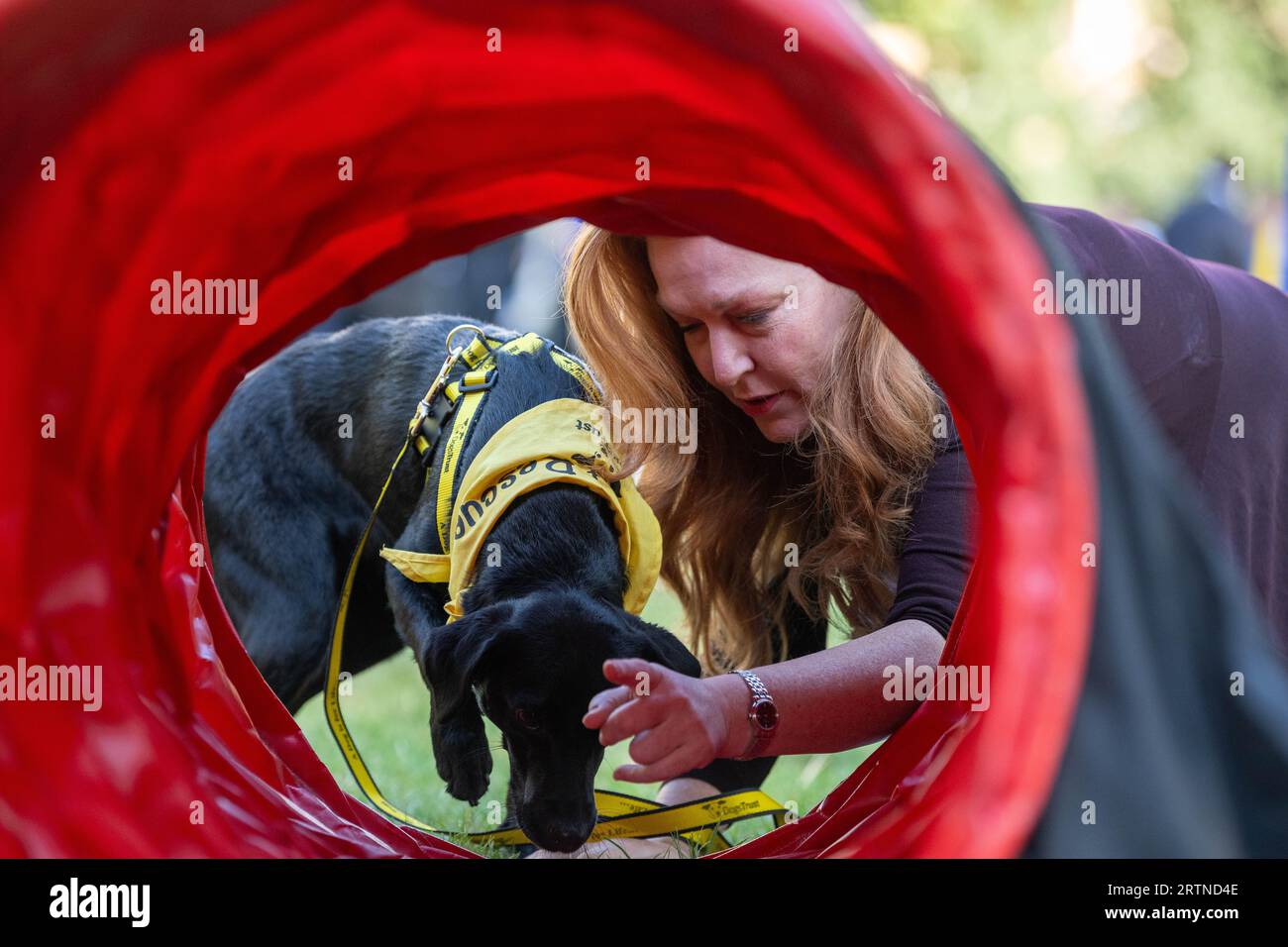 London, UK. 14th Sep, 2023. Westminster Dog of the Year 2023 show open ...