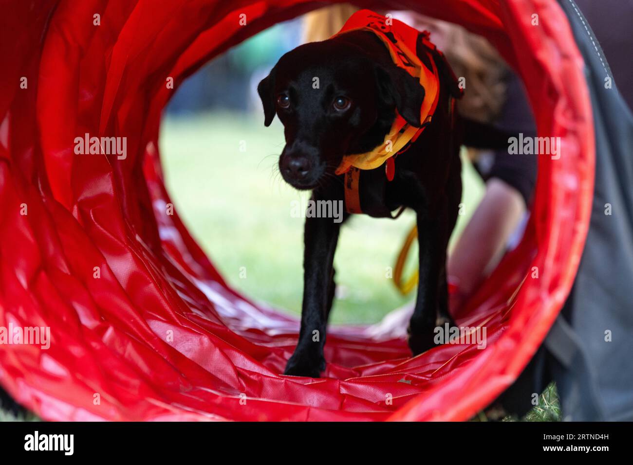 London, UK. 14th Sep, 2023. Westminster Dog of the Year 2023 show open ...
