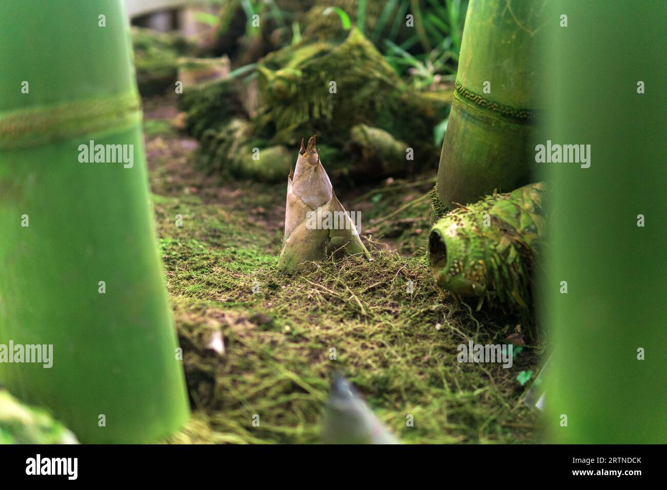 Bamboo stalk earth hi-res stock photography and images - Alamy