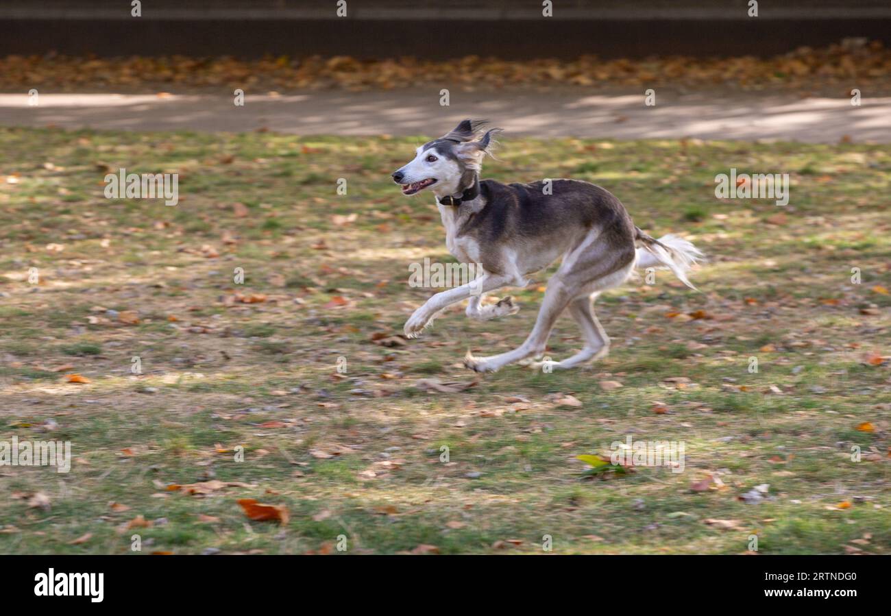 London, UK. 14th Sep, 2023. Westminster Dog of the year 2023 run by The ...