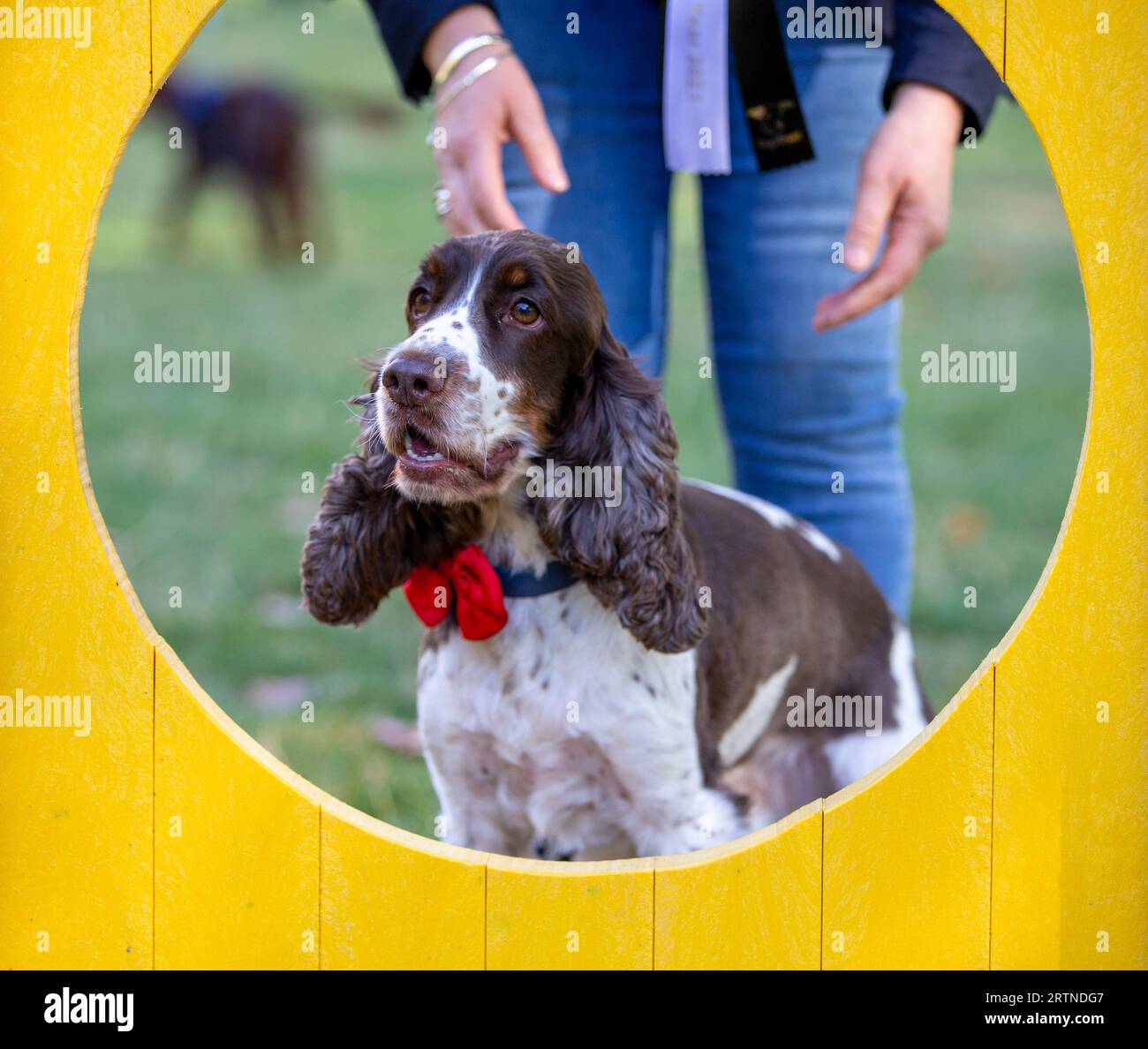 London, UK. 14th Sep, 2023. Westminster Dog of the year 2023 Suzanne ...