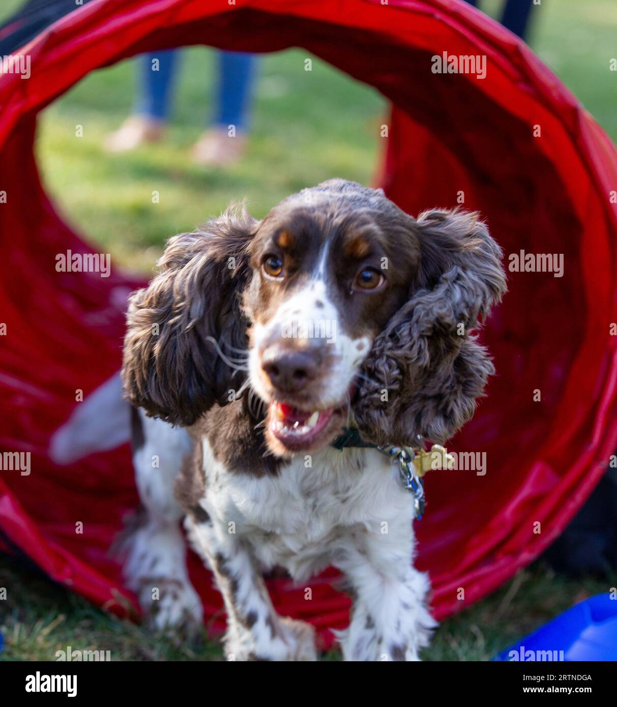 London, UK. 14th Sep, 2023. Westminster Dog of the year 2023 Suzanne ...