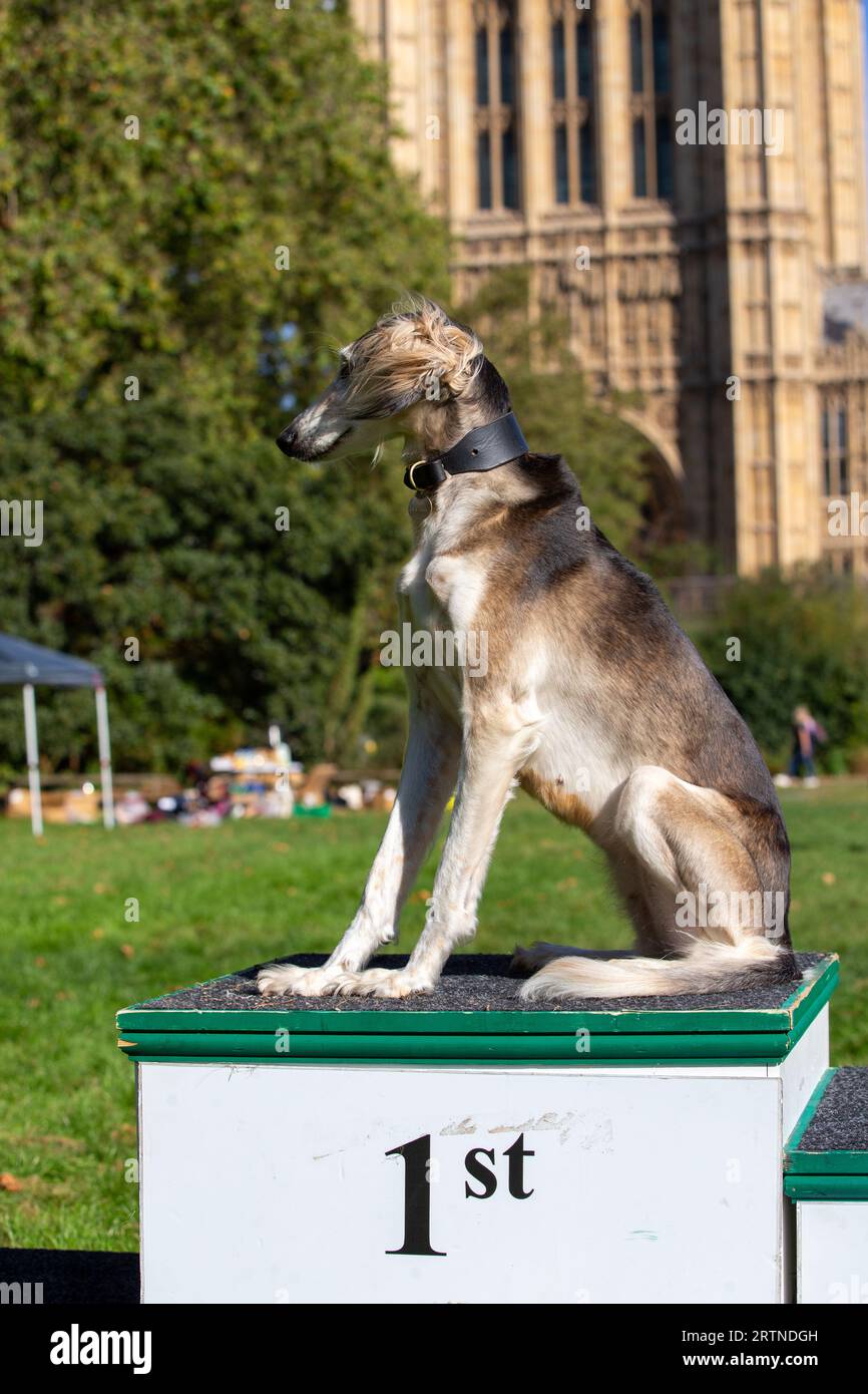 London, UK. 14th Sep, 2023. Westminster Dog of the year 2023 run by The ...