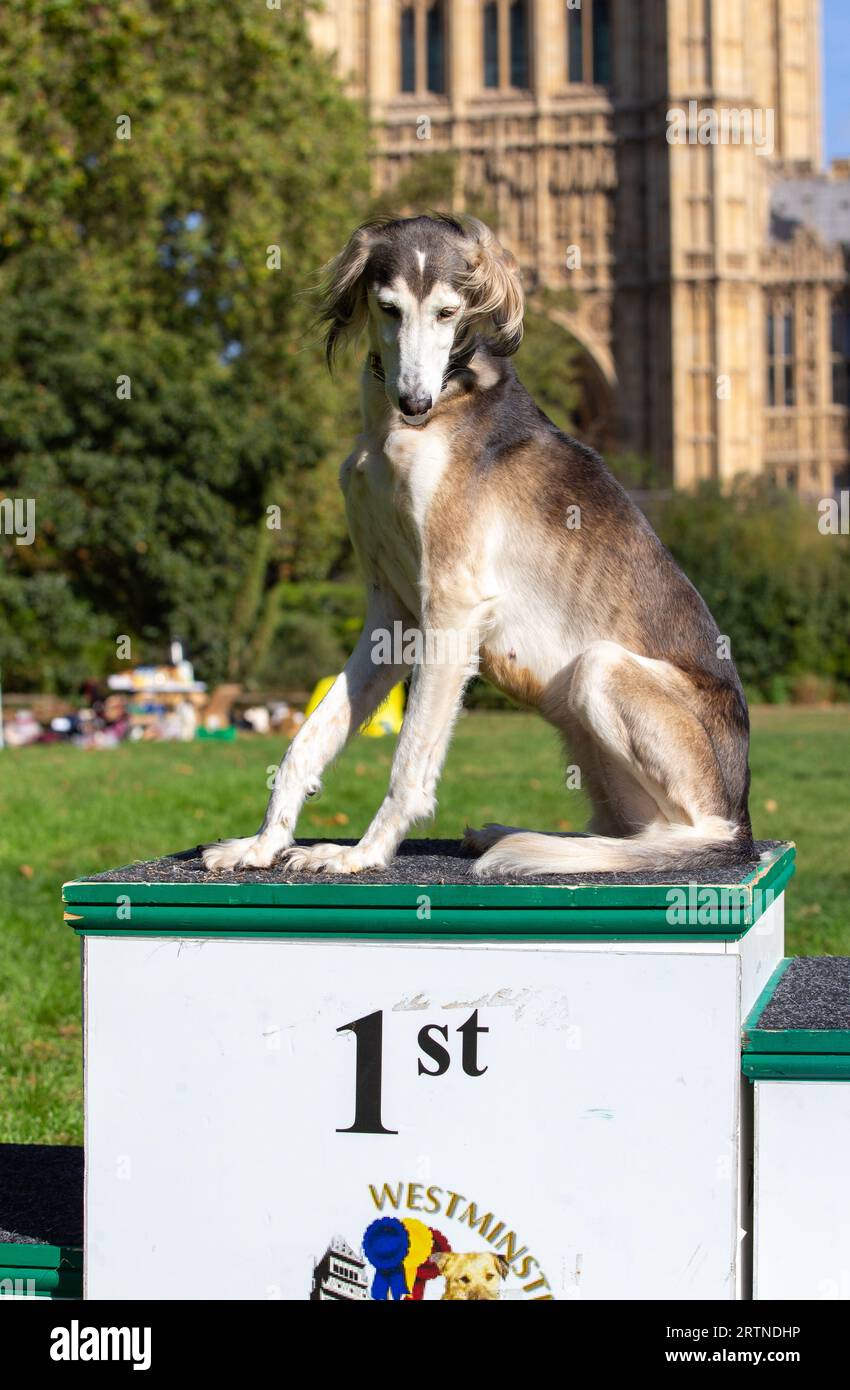 Lola the greyhound hi-res stock photography and images - Alamy