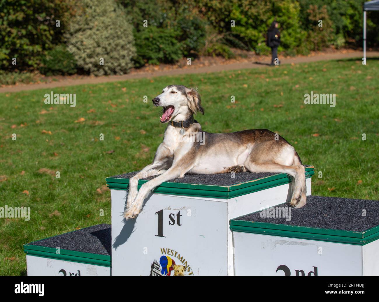 London, UK. 14th Sep, 2023. Westminster Dog of the year 2023 run by The ...