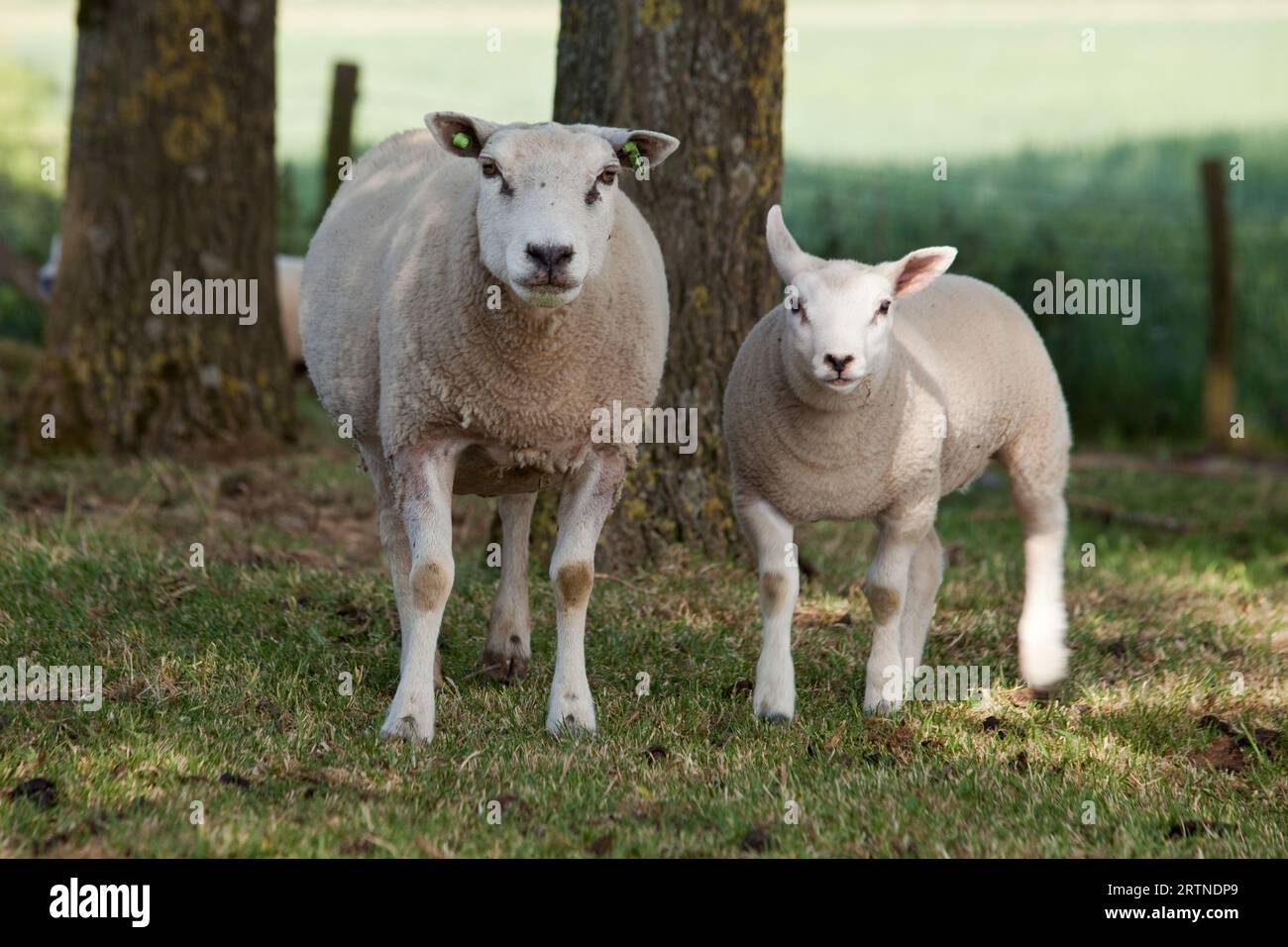Sheep heart hi-res stock photography and images - Alamy