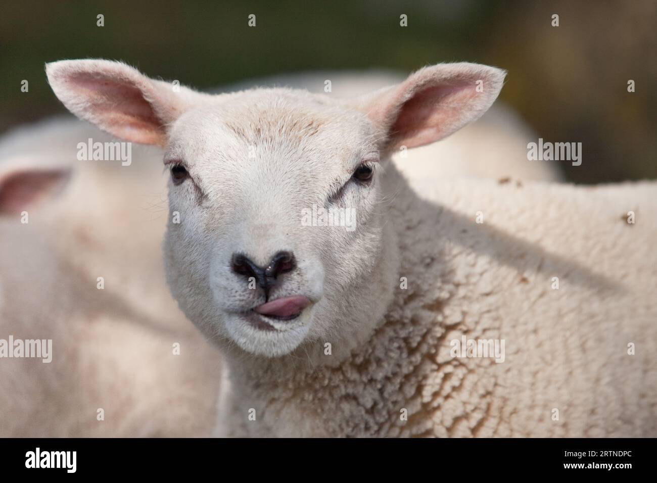 Sheepling hi-res stock photography and images - Alamy