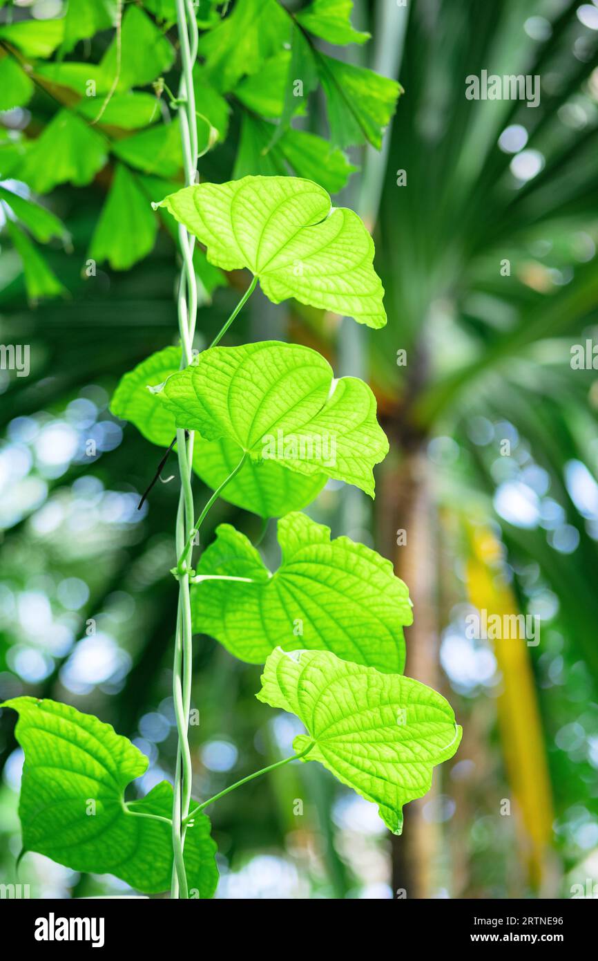 Tropical climbing plant hi-res stock photography and images - Alamy