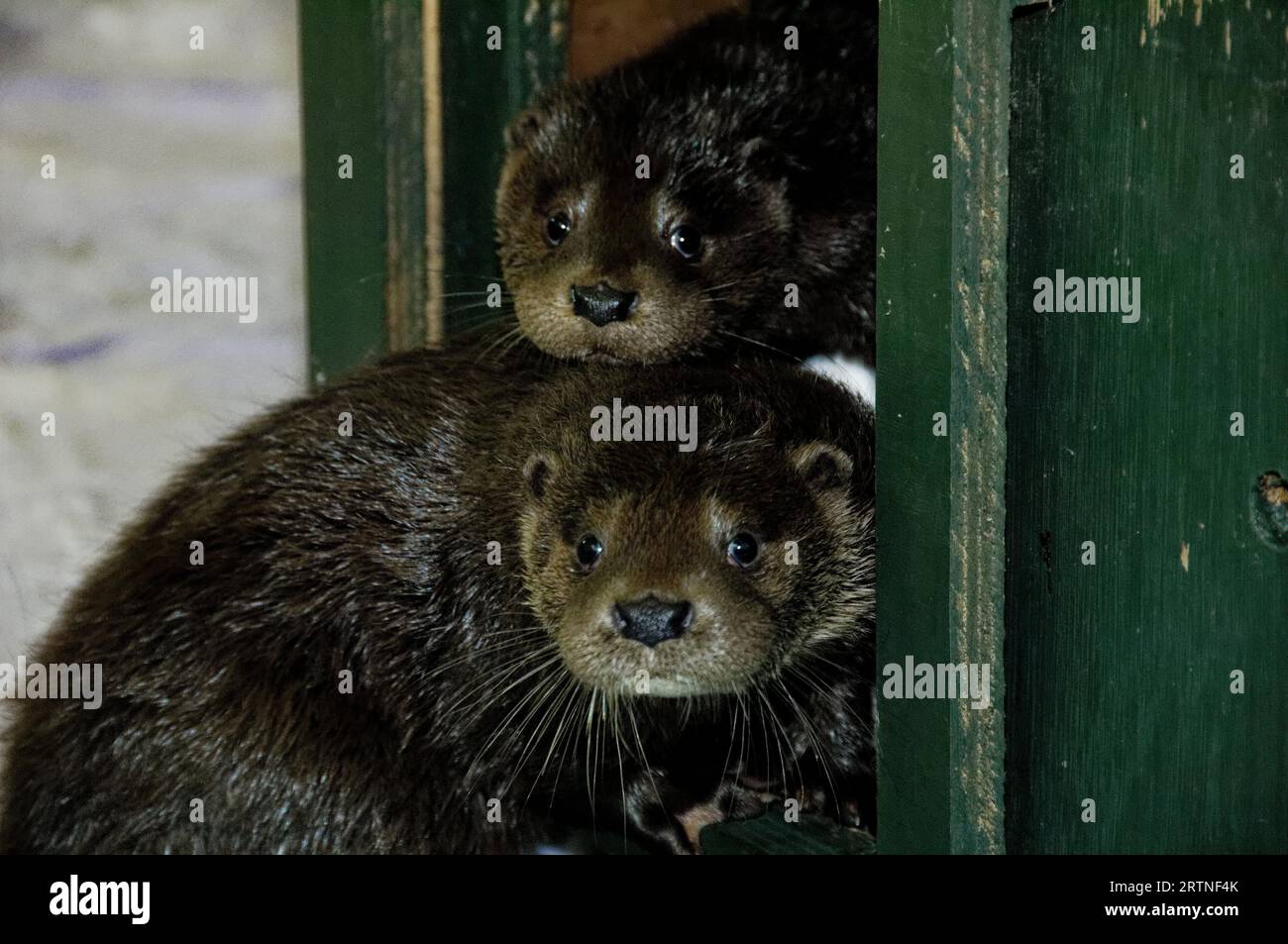 Two playful otters hi-res stock photography and images - Alamy