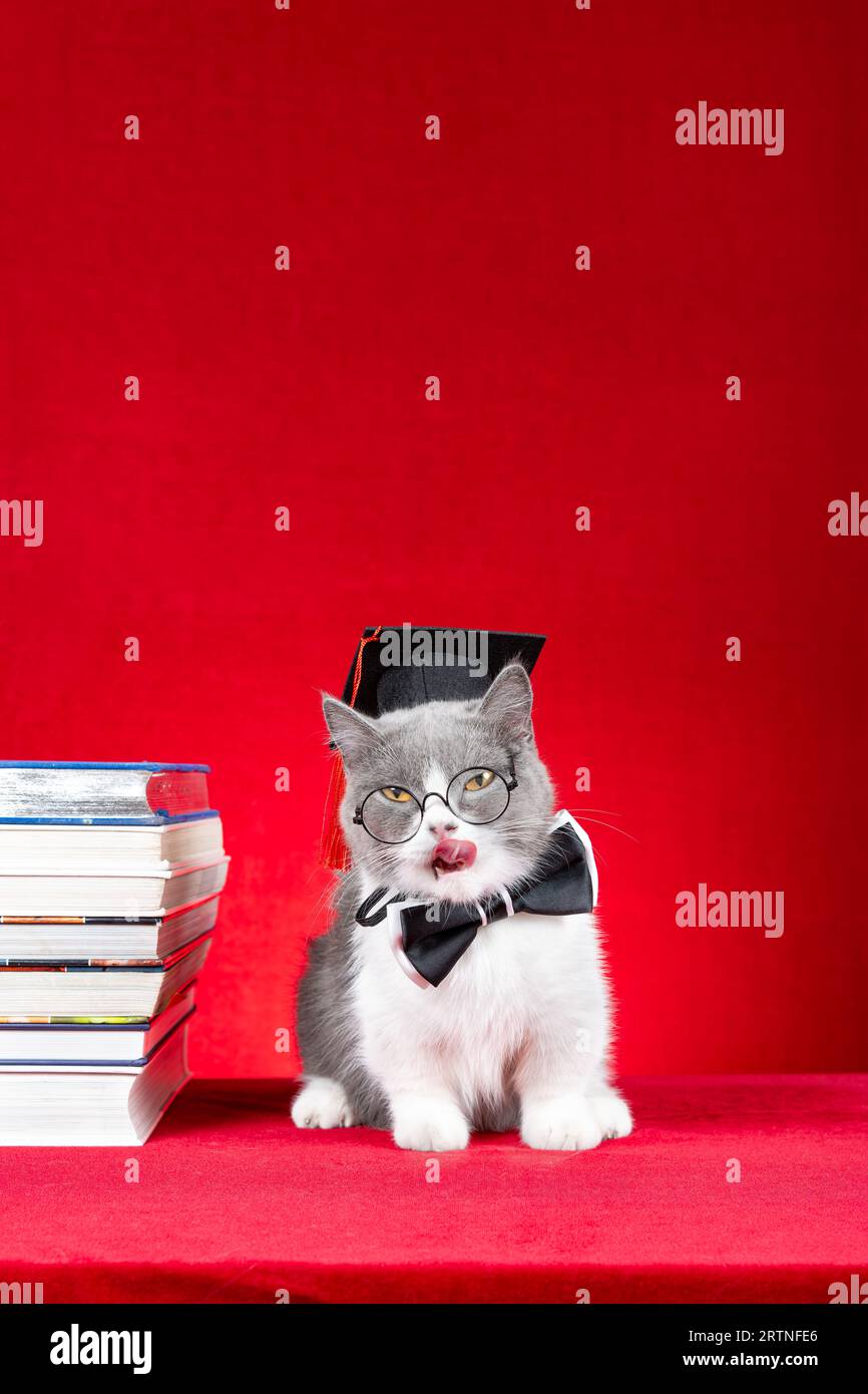 Grumpy Cat Dressed Like A Doctor