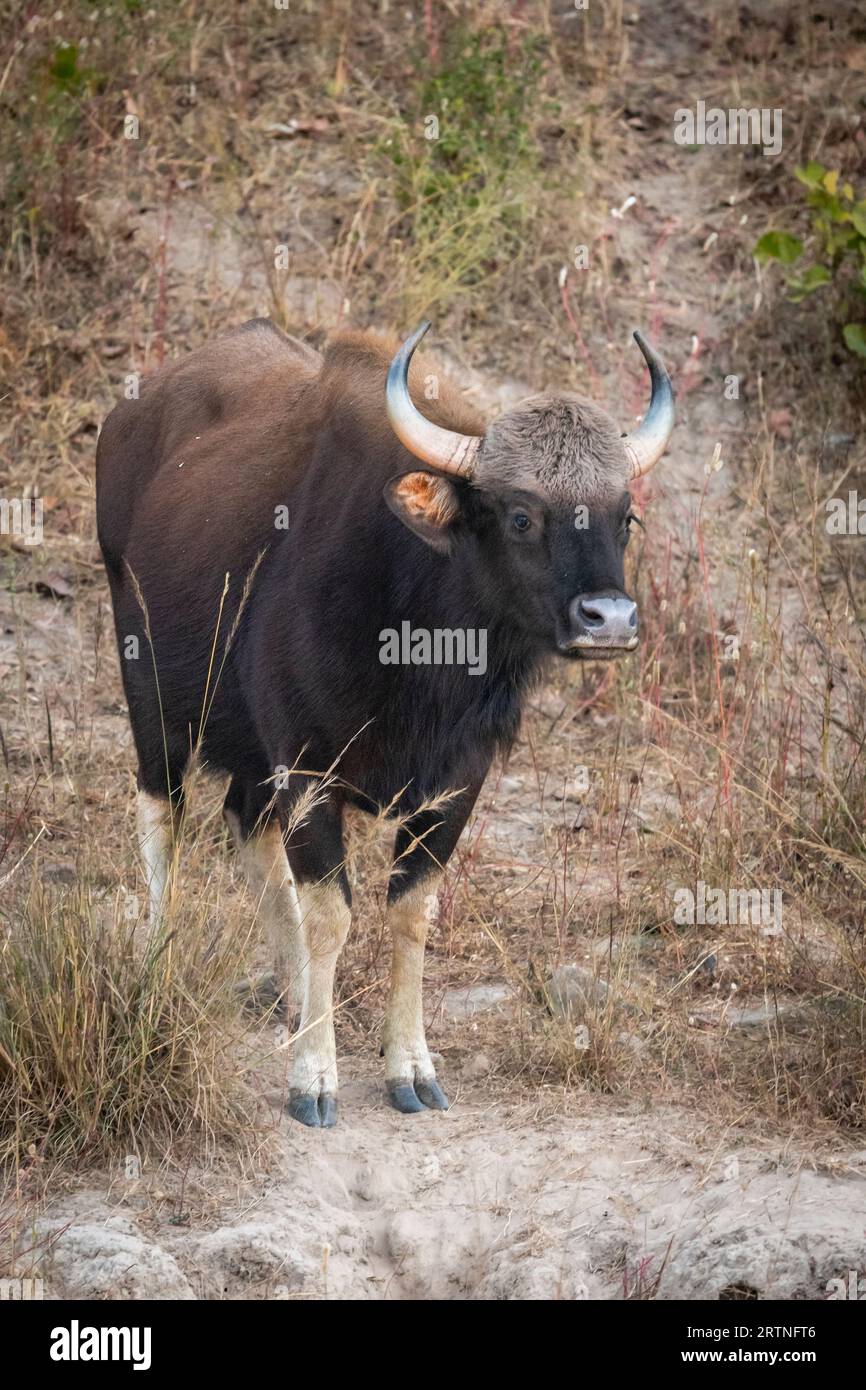 Gaur behavior hi-res stock photography and images - Alamy