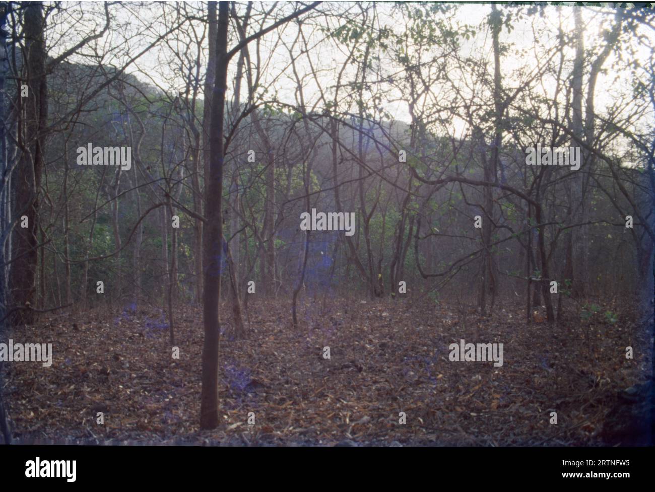 Dry Trees & Dense Forest, Radhanagri, Madhya Pradesh, India Stock Photo ...