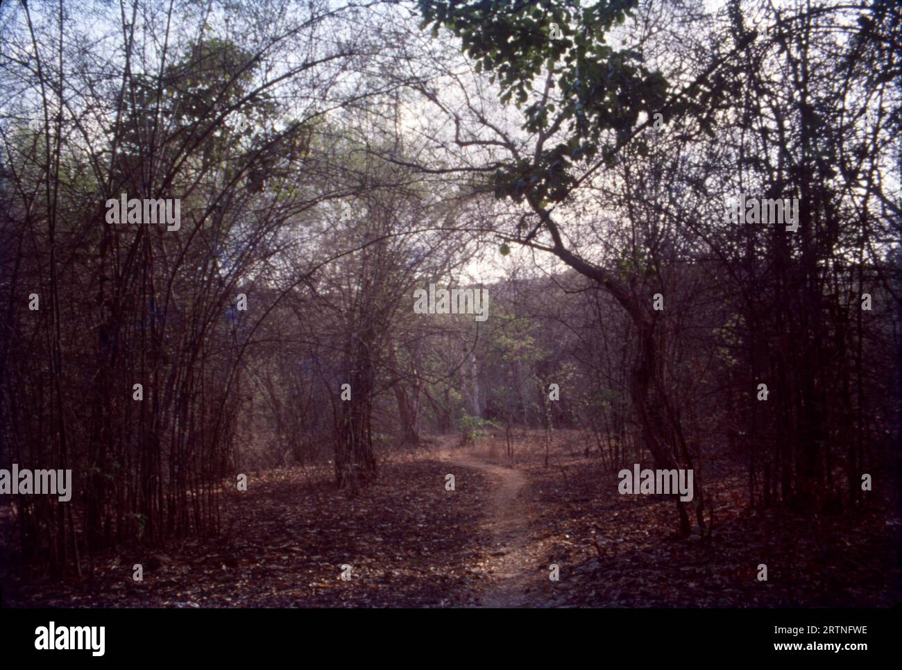 Trees & Forest in Sasan Gir, Gujrat, India Stock Photo - Alamy
