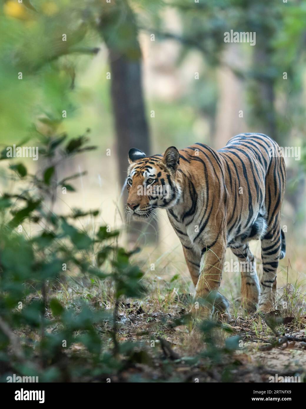 wild indian female bengal tiger or panthera tigris in natural green ...