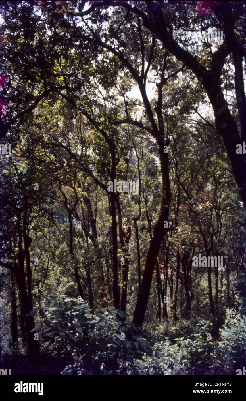 Trees & Forest in Gangtok, Sikkim, India Stock Photo - Alamy