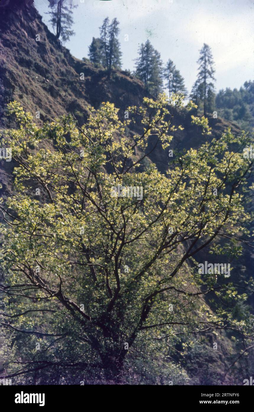 Tree, Trees & Forest, Thimphu, Bhutan Stock Photo - Alamy