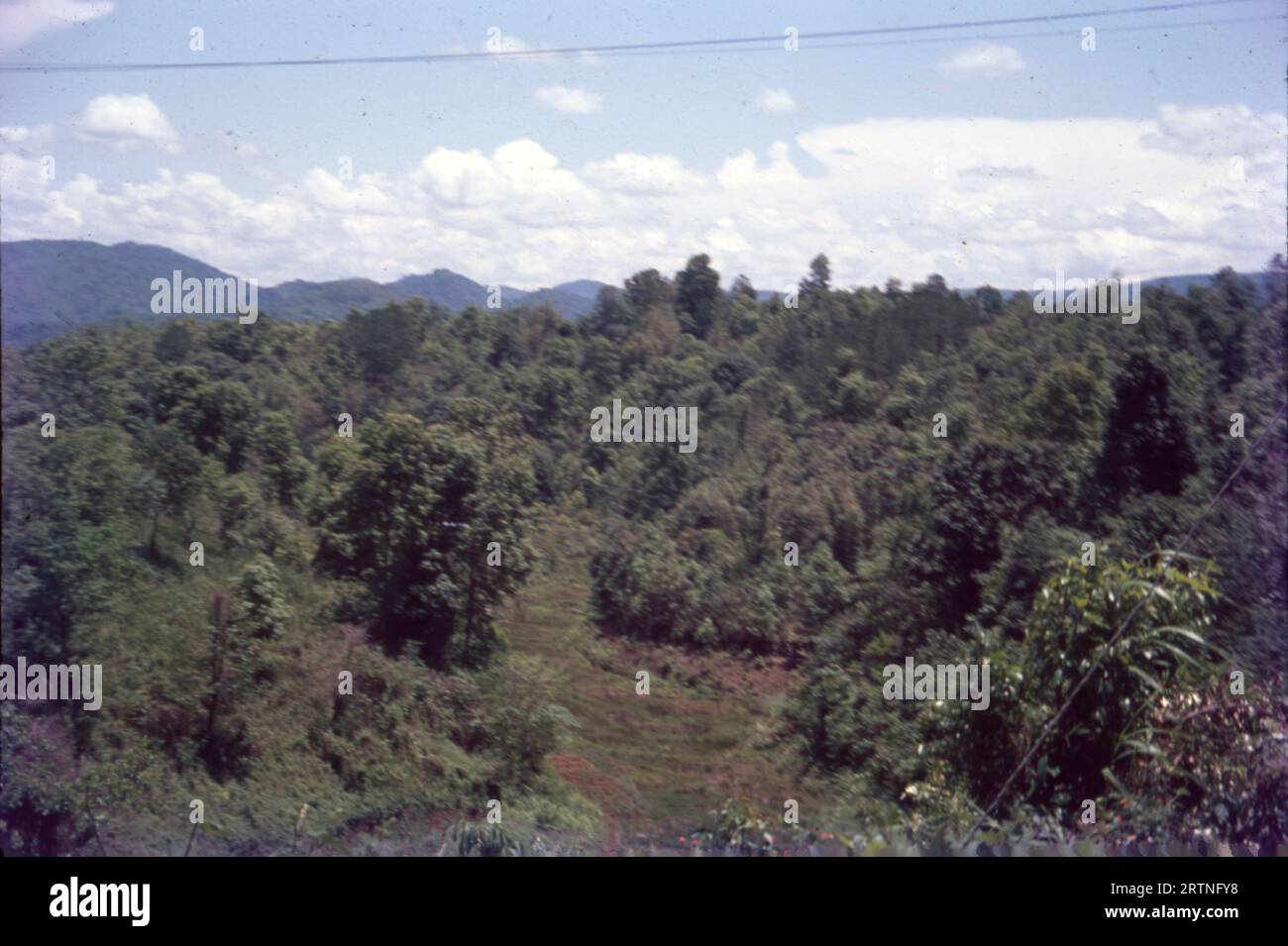 Trees & Forest Shilong, Meghalaya, India Stock Photo - Alamy