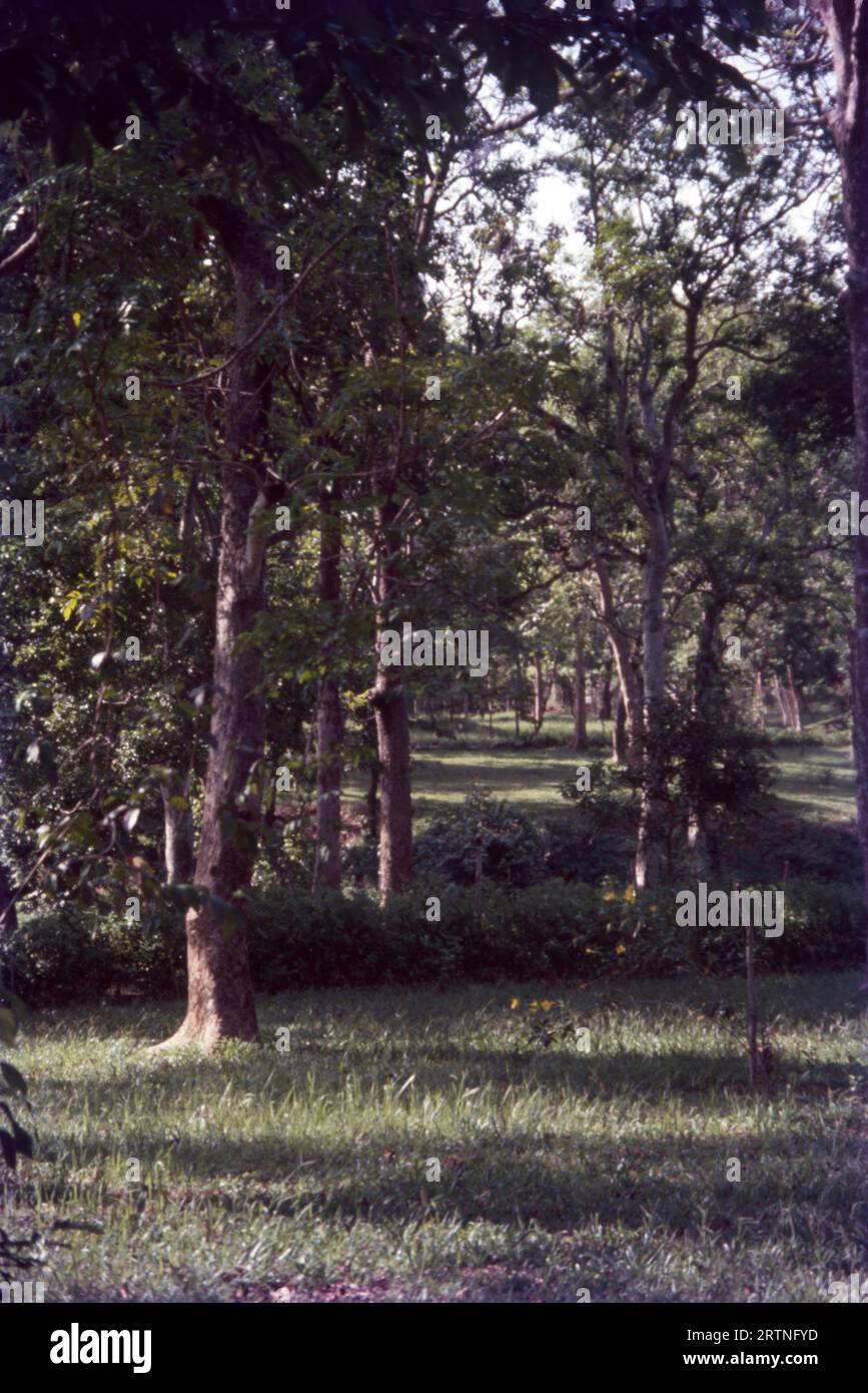 Trees & Forest at Sepahijala Wild Life Park, Agartala, Tripura, India ...