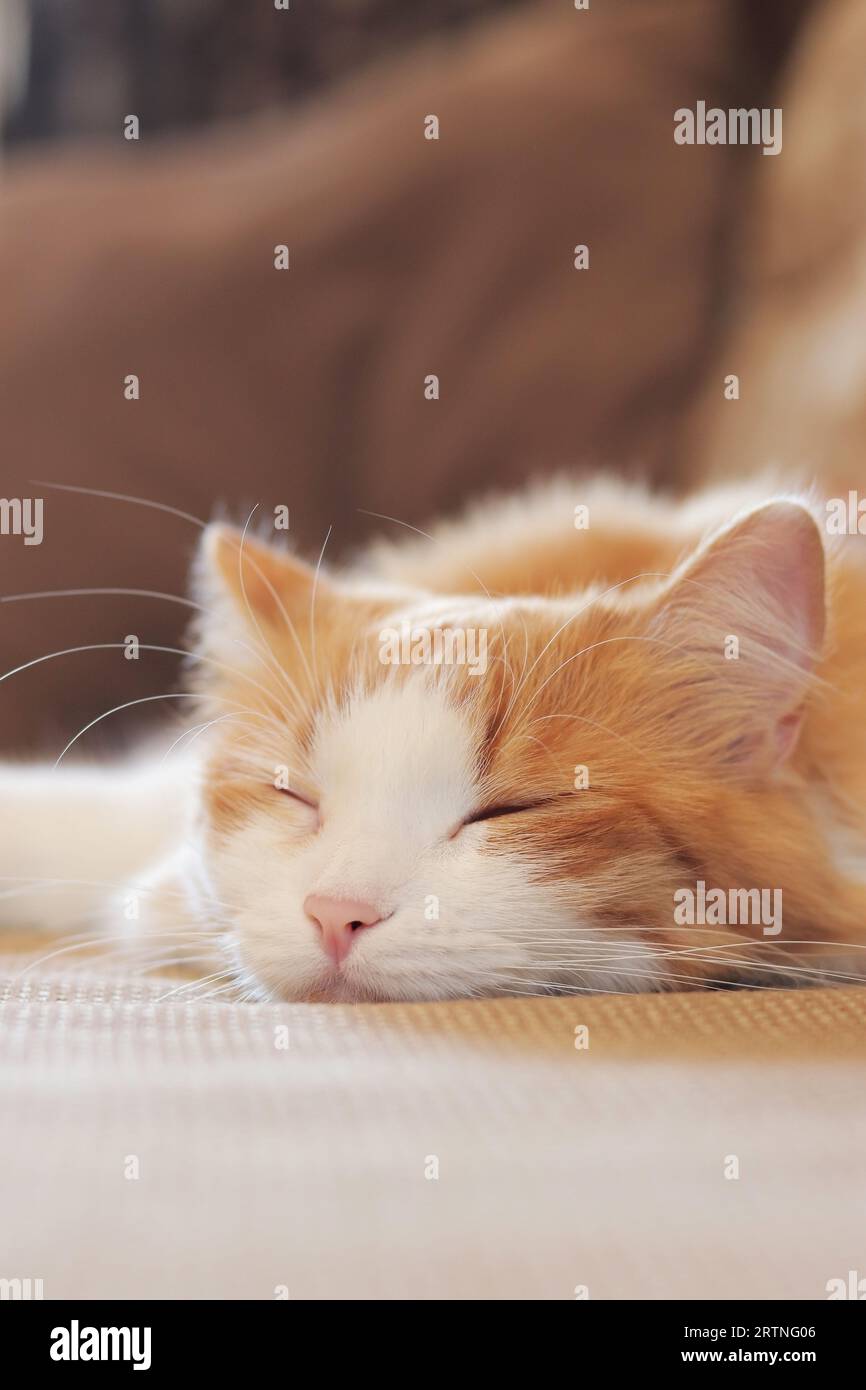 Close up portrait cat sleep hi-res stock photography and images - Alamy