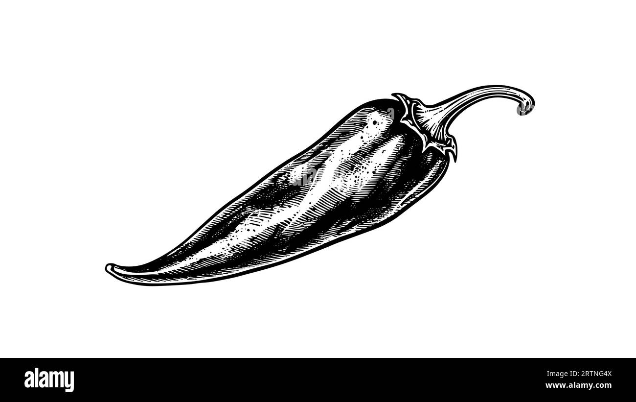 Hand drawn engraving style pepper chilli illustration. Vintage hatching ...