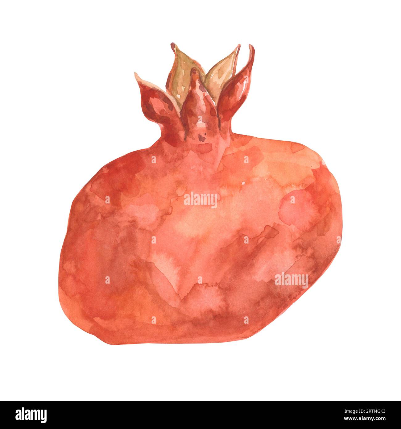 Pomegranate fruit watercolor isolated illustration on white background ...