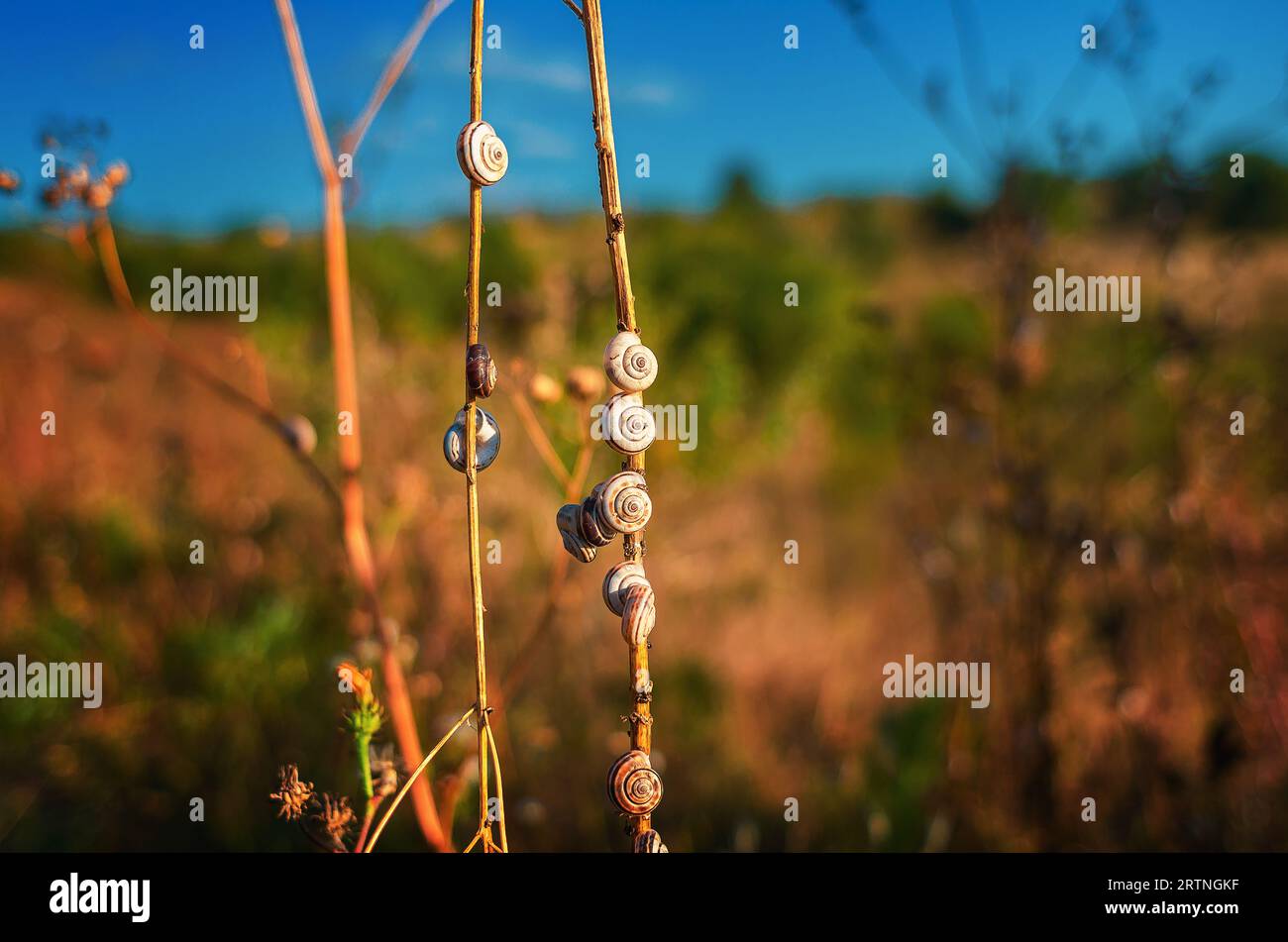 Snails clung dry grass hi-res stock photography and images - Alamy