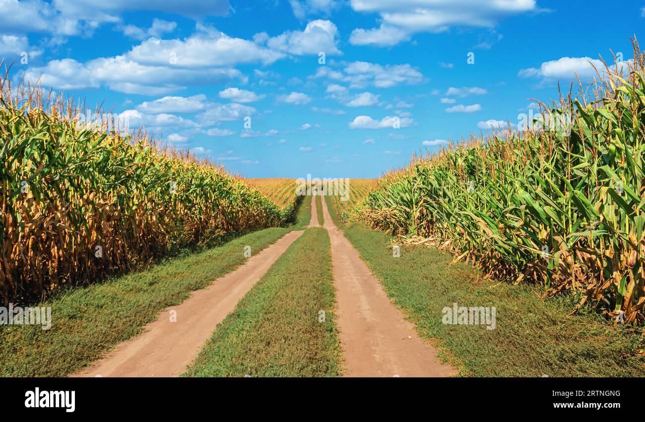 Corn field france path hi-res stock photography and images - Alamy