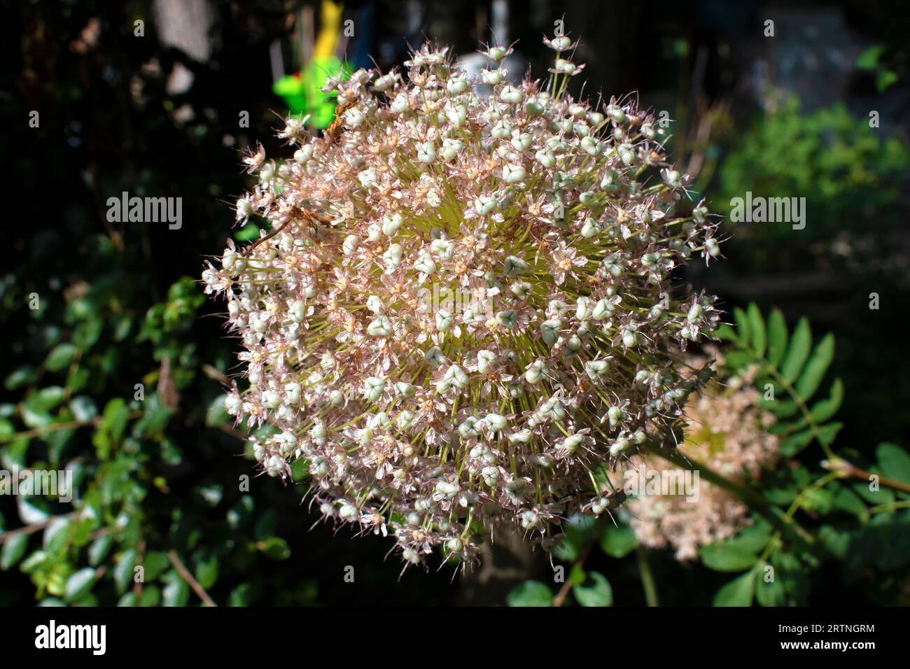 White chives blossom hi-res stock photography and images - Alamy