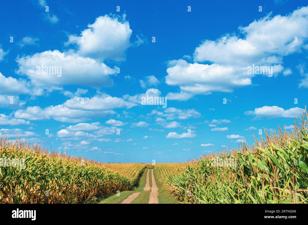 Corn field france path hi-res stock photography and images - Alamy