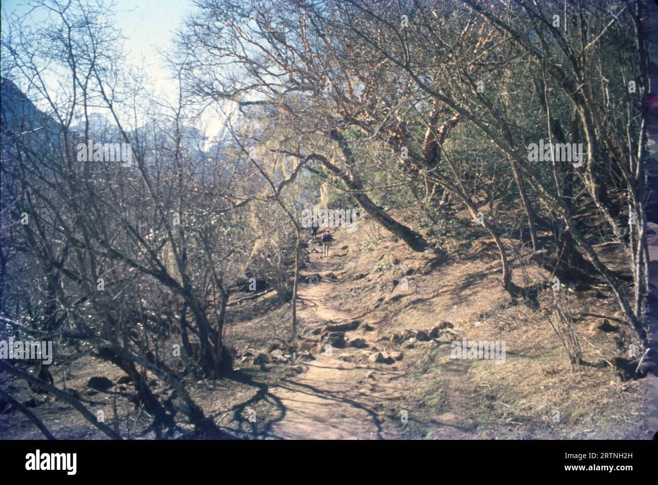 Dried Trees & Water Canel, Forest in India Stock Photo - Alamy