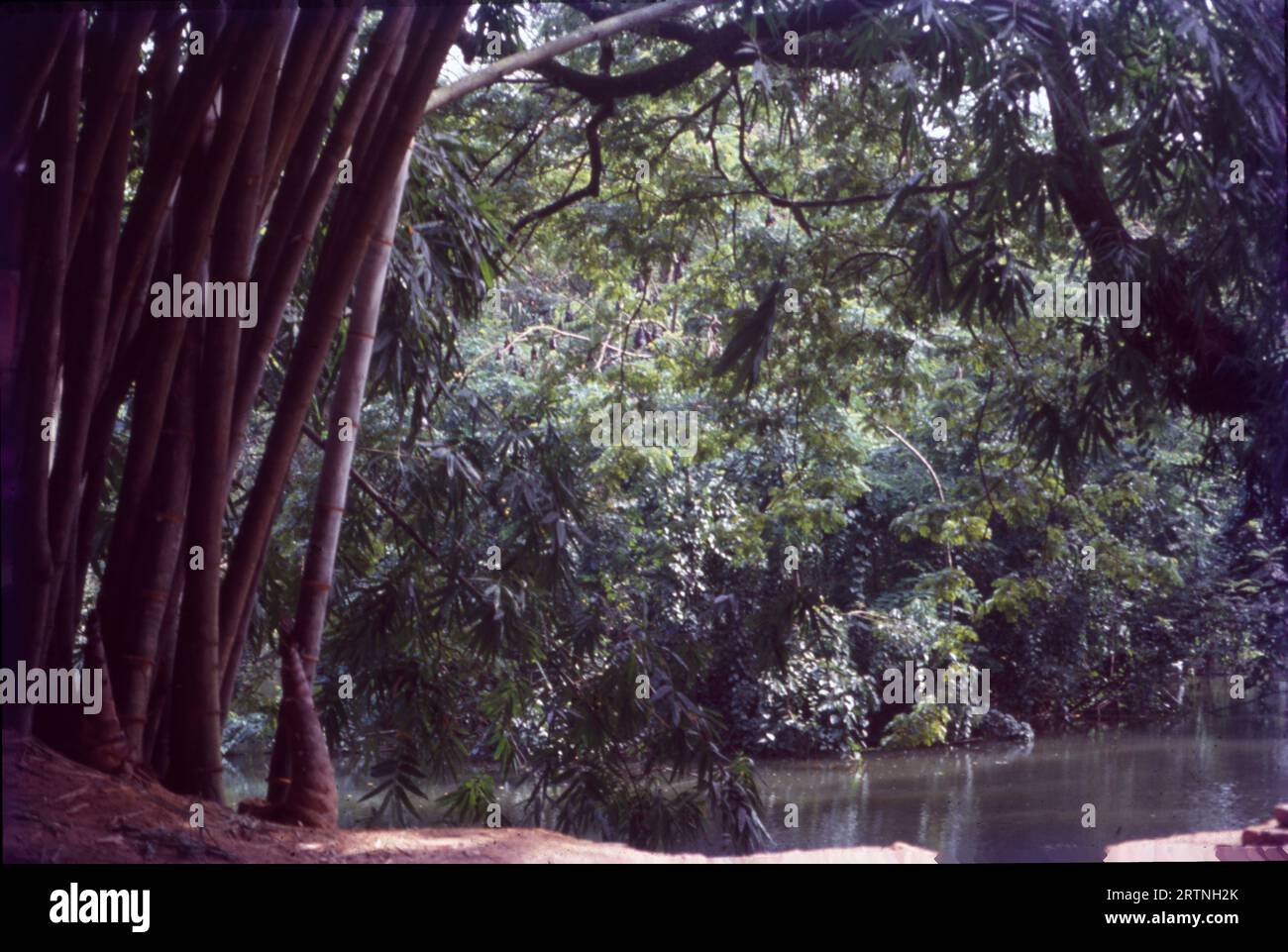 Forest & Lake, Trivendrum, Kerala, India Stock Photo - Alamy