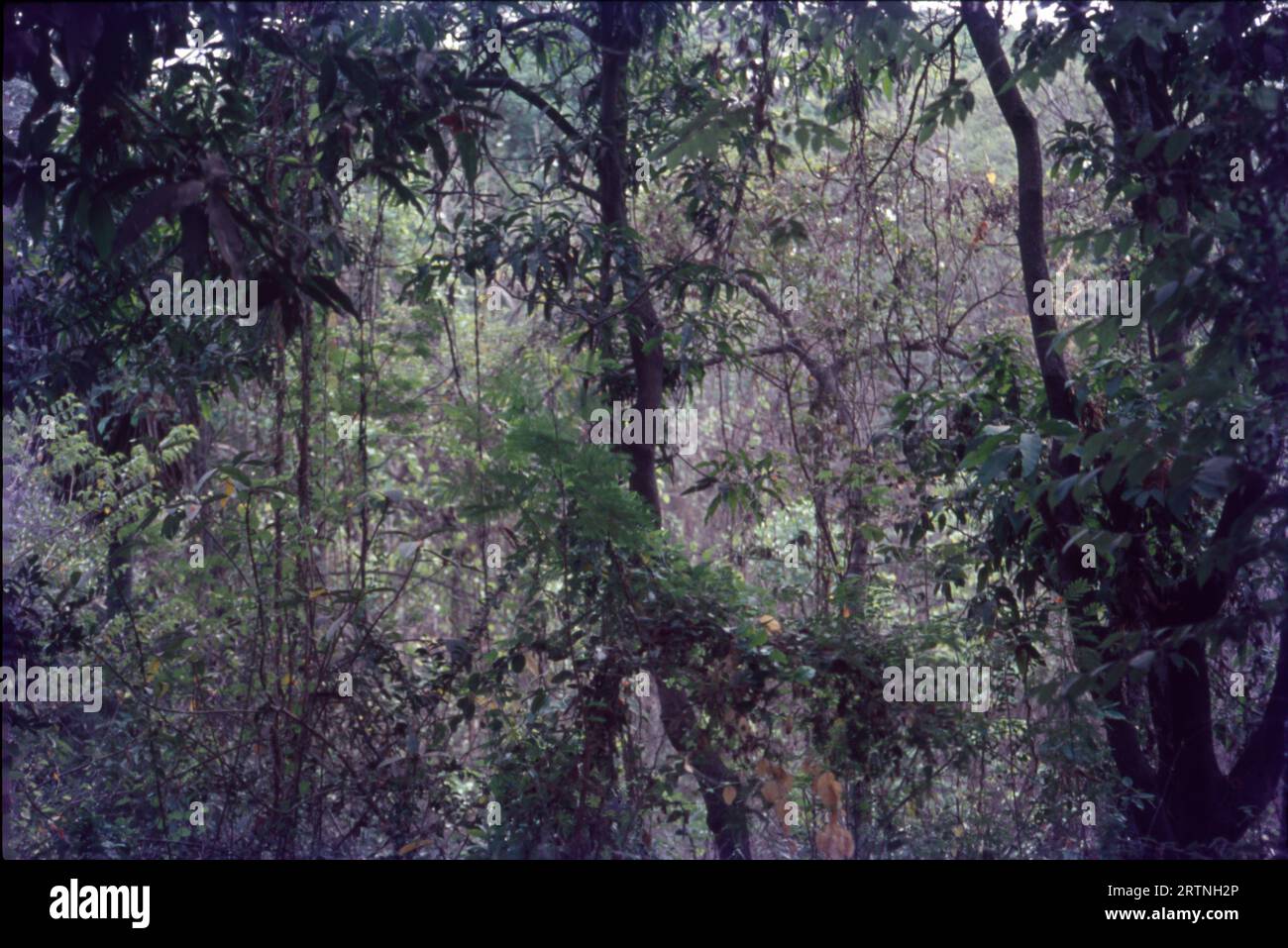 Dense Forest Kerala, India Stock Photo - Alamy