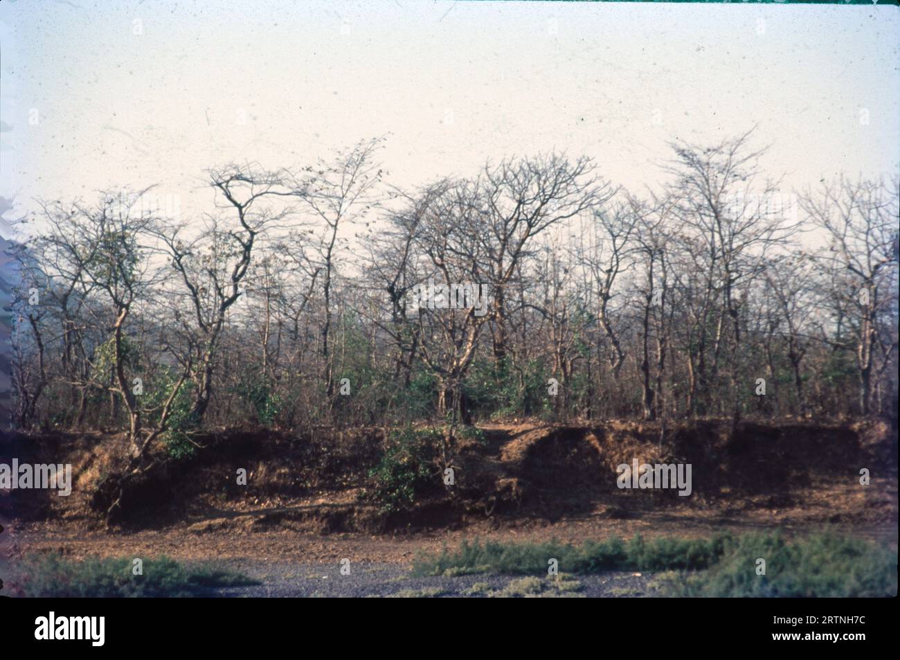 Trees & Forest in Vajreshwari, Maharashtra, India Stock Photo - Alamy