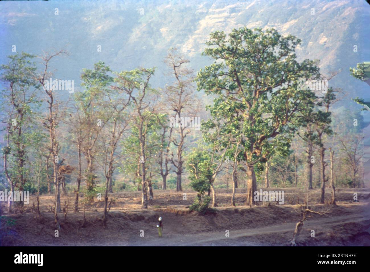 Trees & Forest in Vajreshwari, Maharashtra, India Stock Photo - Alamy