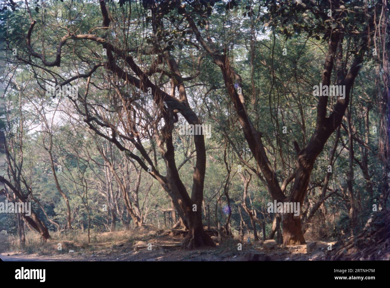 Trees & Forest in India Stock Photo - Alamy