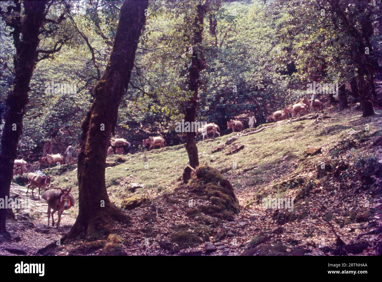 Mules Carrying Load at Gharwal, Uttarakhand, India Stock Photo - Alamy