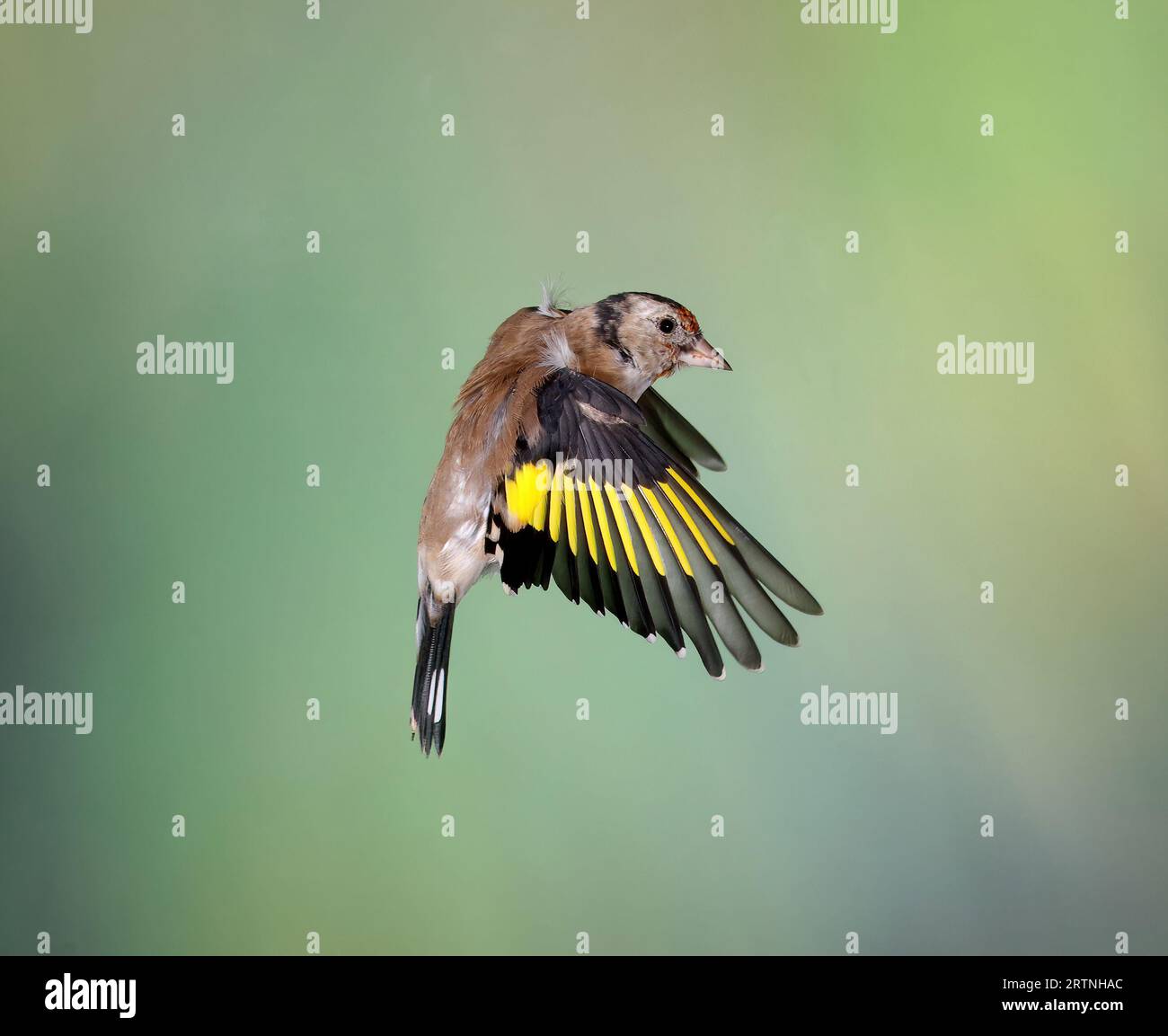 Goldfinch in flight hi-res stock photography and images - Alamy