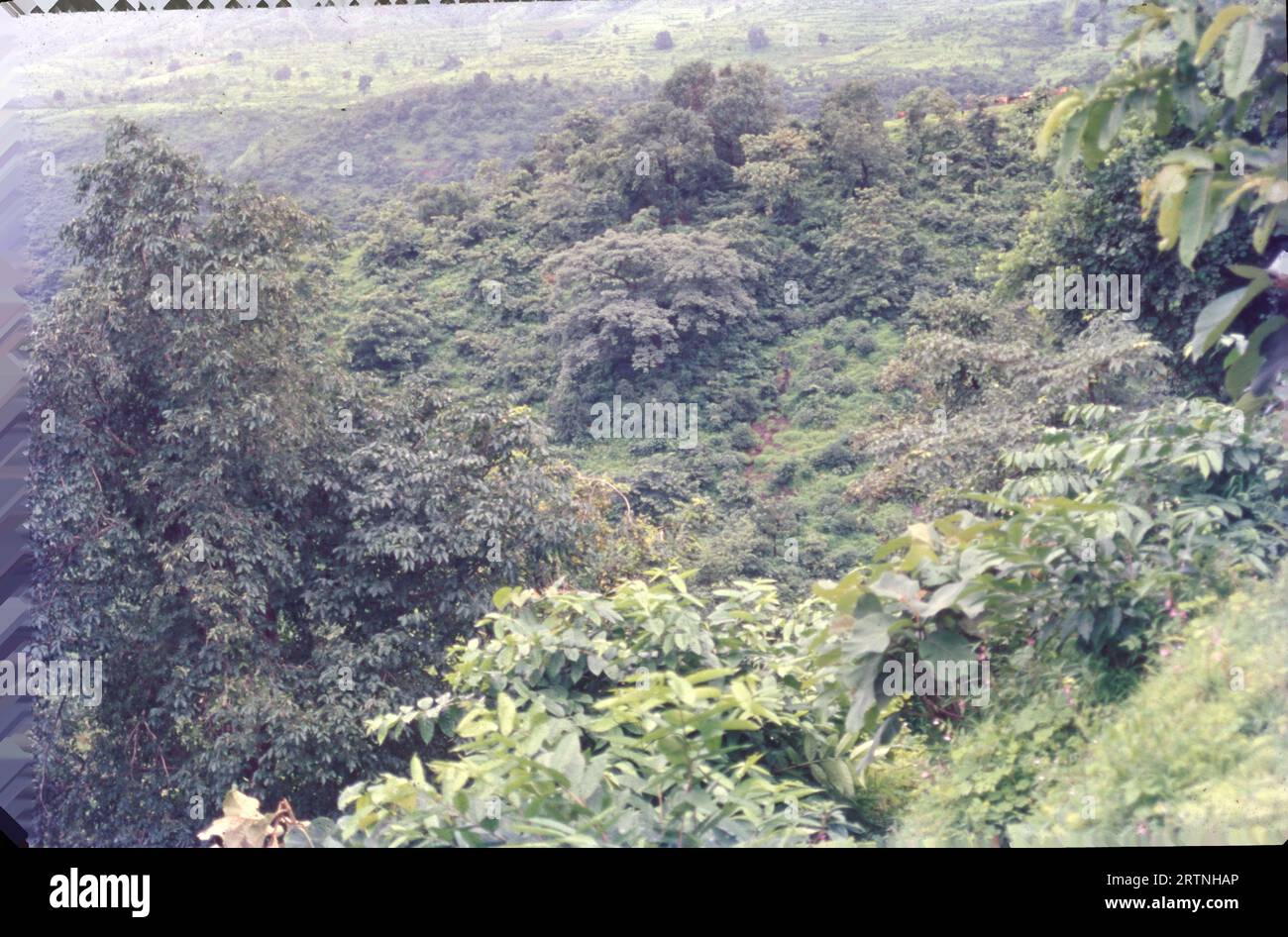 Forestation, Greenery at Matheran, Maharashtra, India Stock Photo - Alamy