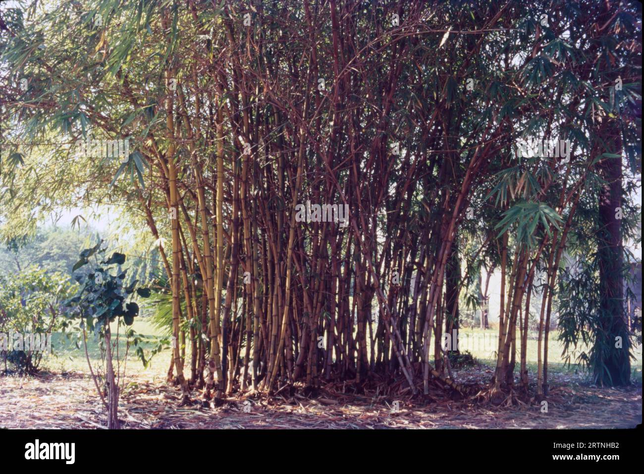 Bamboo Trees, India Stock Photo - Alamy