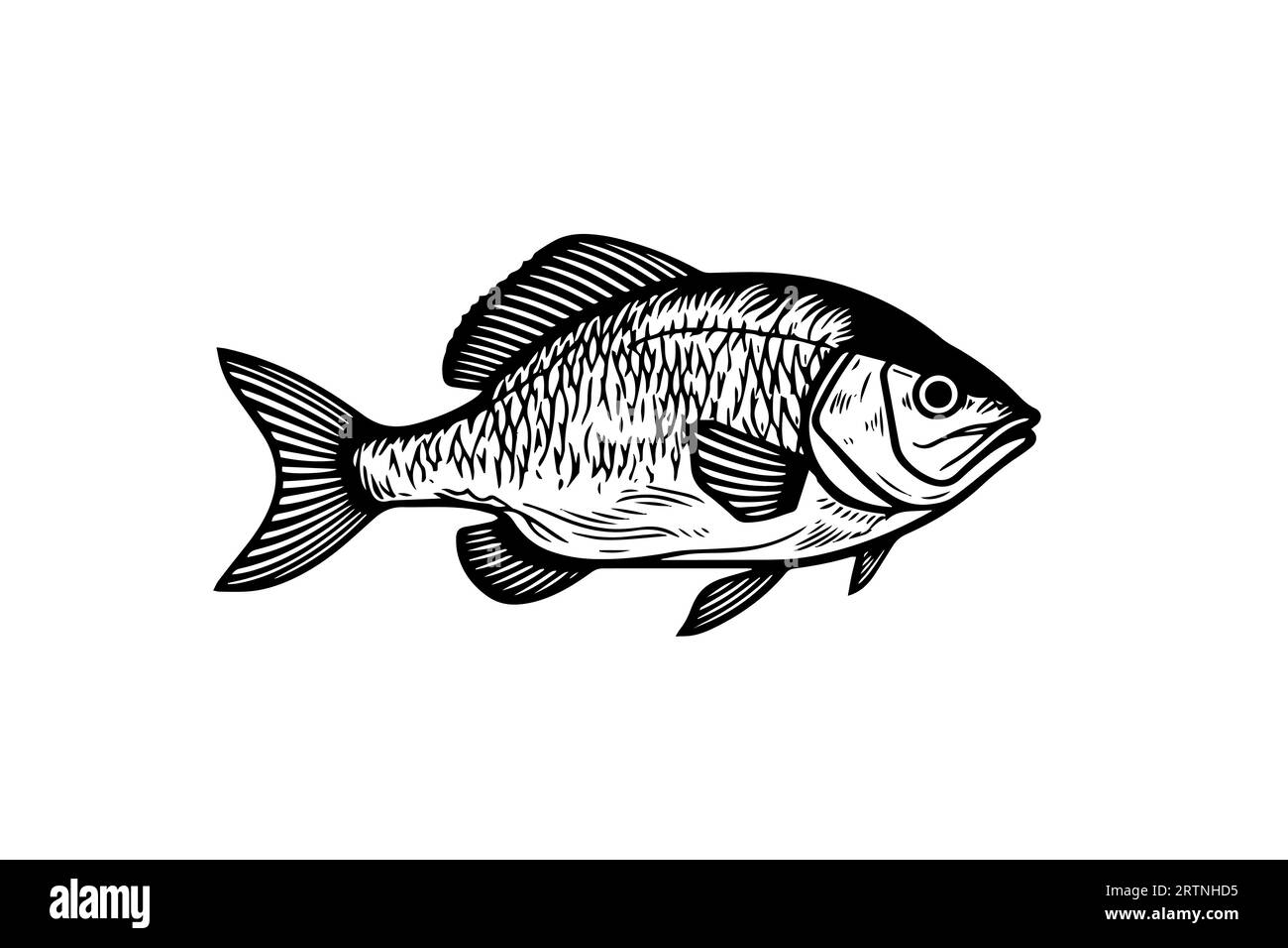 Crucian carp hand drawn engraving fish isolated on white background ... Crucian carp hand drawn engraving fish isolated on white background ...