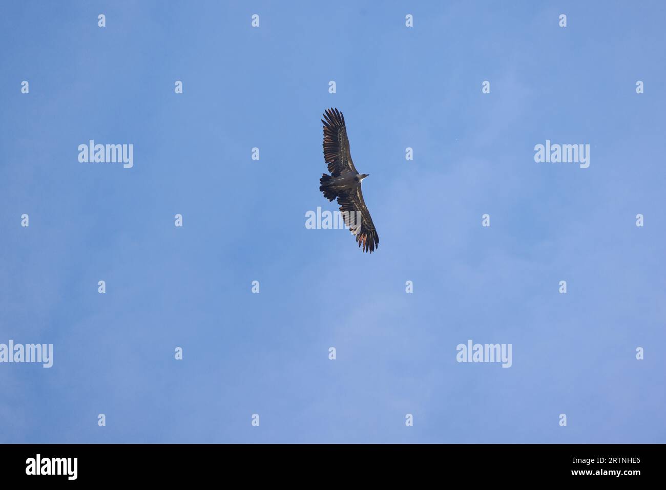 Griffon vulture (Gyps fulvus) flying by near Lukmanier Pass Stock Photo ...