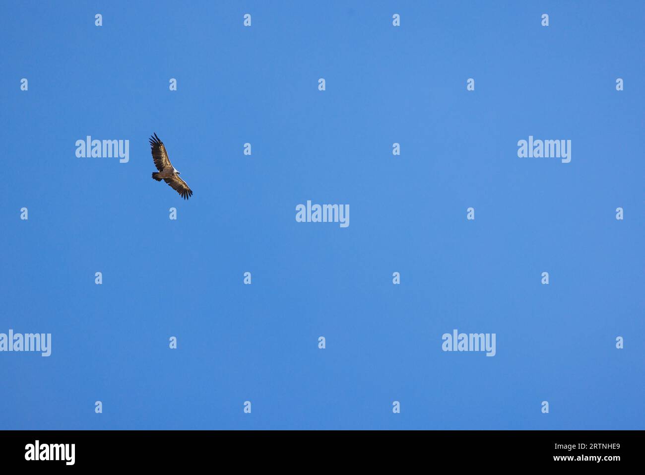 Griffon vulture (Gyps fulvus) flying by near Lukmanier Pass Stock Photo ...