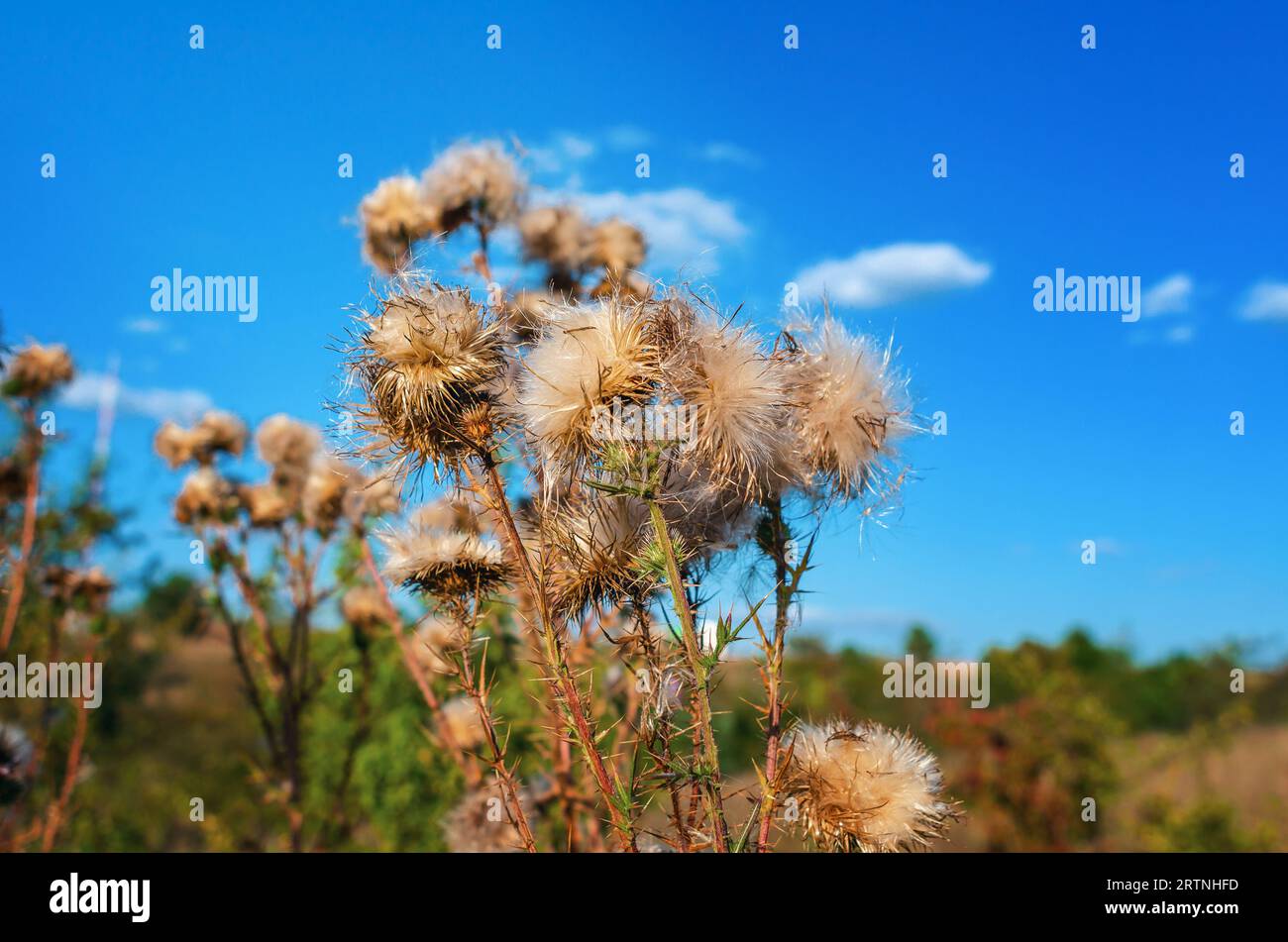 Mature dried milk thistle flowers under the rays of the sun. Liver ...